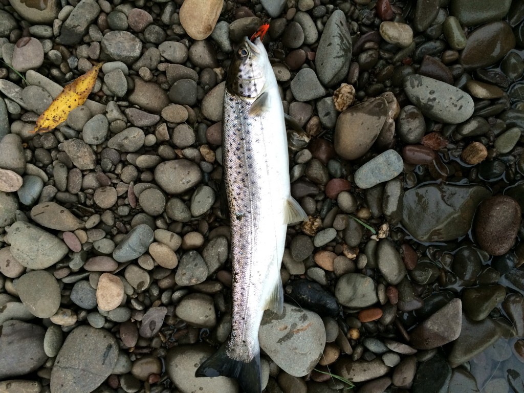 Finlay Thomson, Purls, 1.5lb sea trout - River Nith Fisheries Management